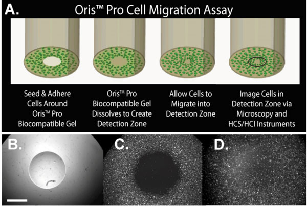 Advances in two-dimensional cell migration assay technologies ...