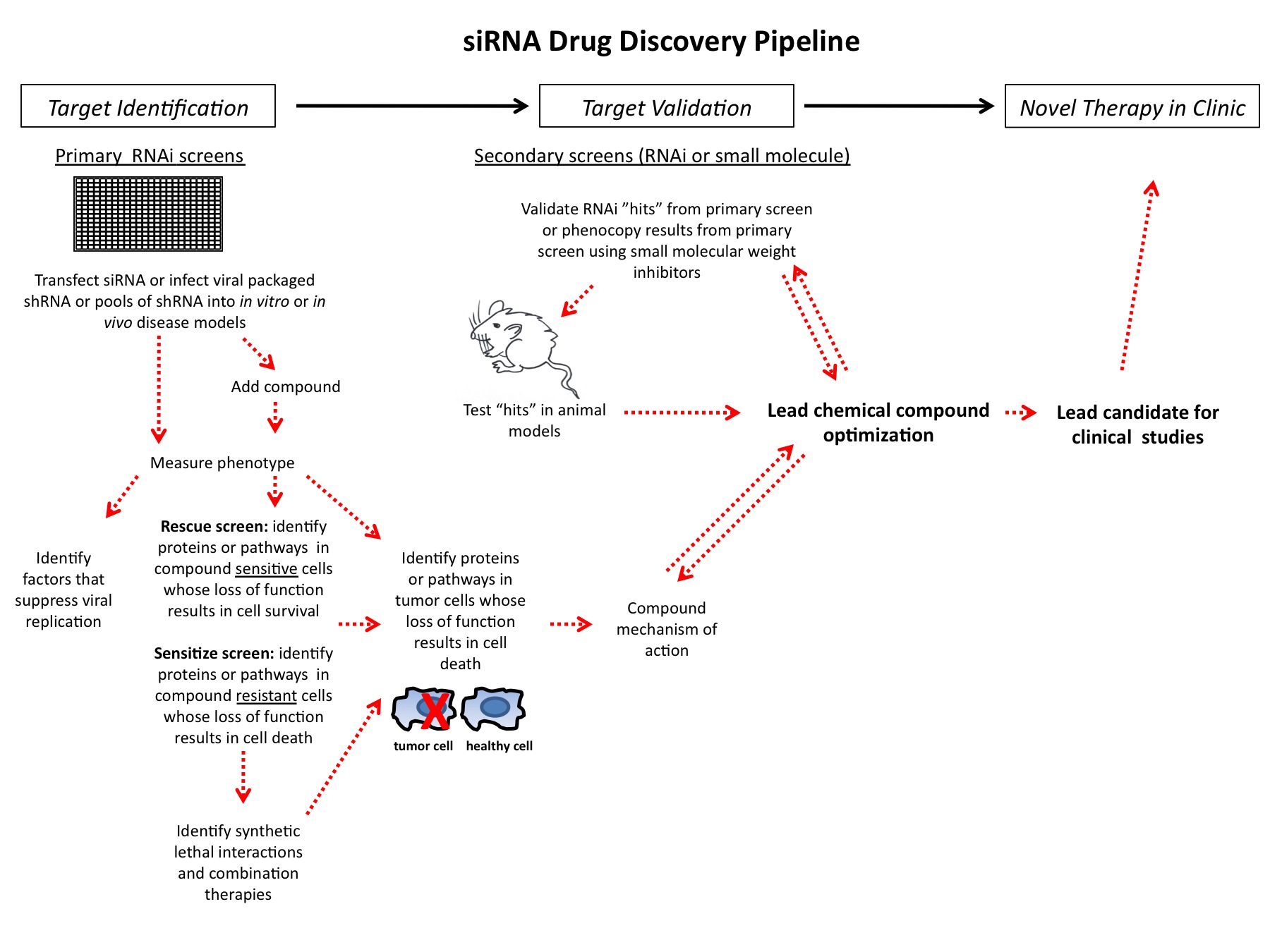 The evolution of RNAi technologies in the drug discovery business ...